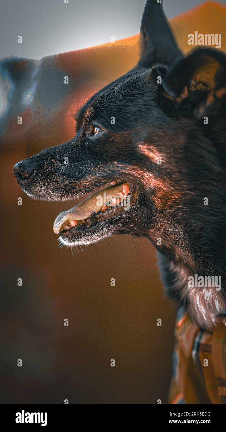 An adorable Australian Kelpie dog wearing a checkered plaid sits atop a ...