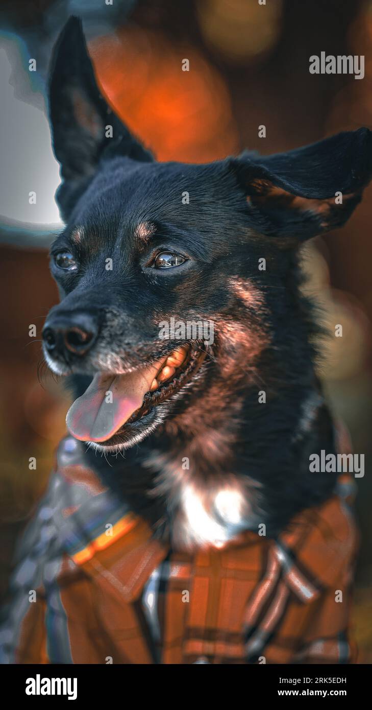An adorable Australian Kelpie dog wearing a checkered plaid sits atop a ...