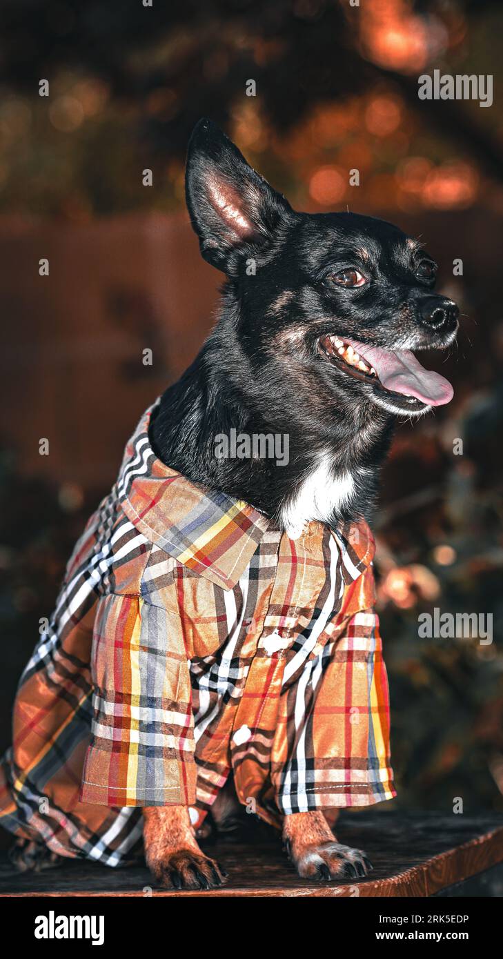An adorable Australian Kelpie dog wearing a checkered plaid sits atop a ...