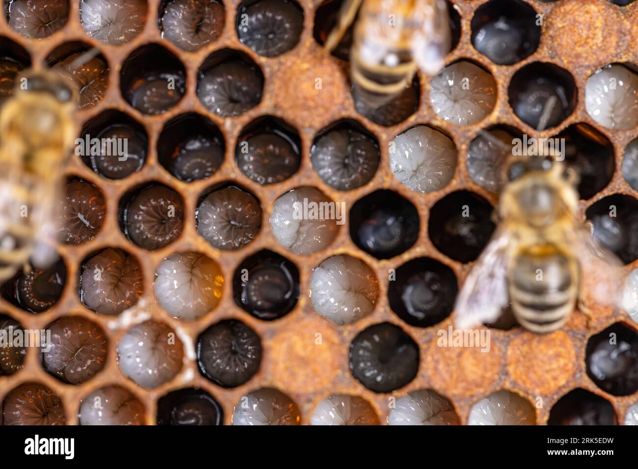 Background of bee honeycombs with larvae in a hive Stock Photo - Alamy