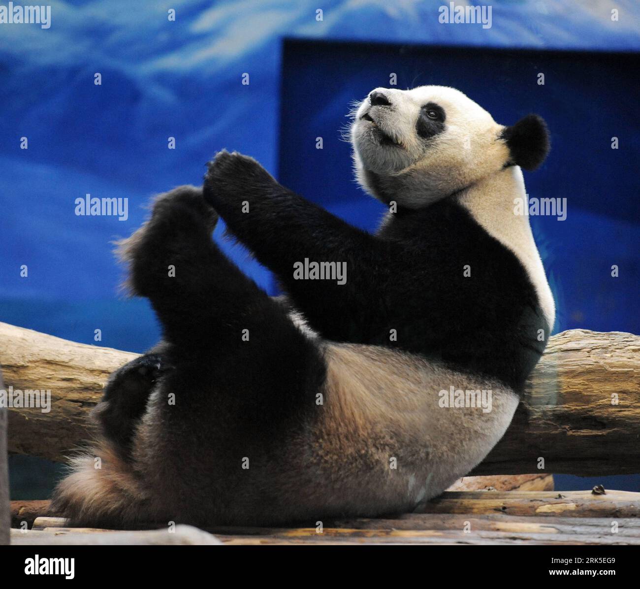 Qua giant hi-res stock photography and images - Alamy