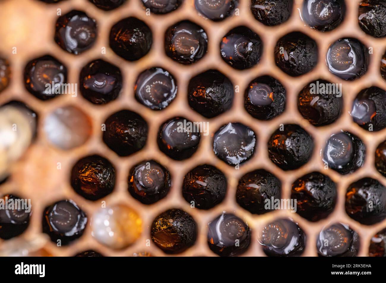 Bee larvae on brood comb. Apiculture concept Stock Photo - Alamy