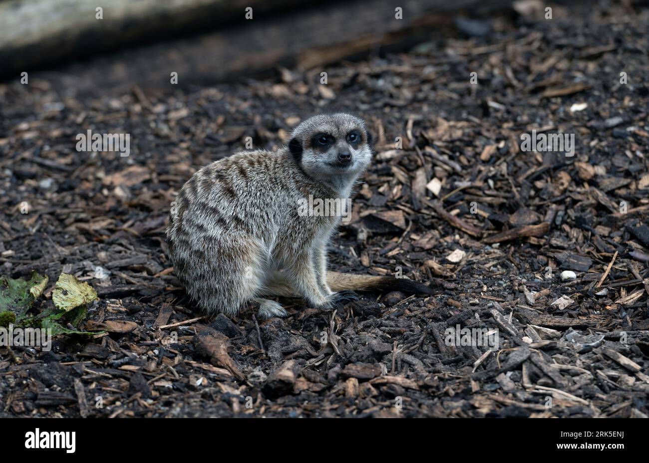 A small meerkat perched atop a sandy terrain, surveying its ...