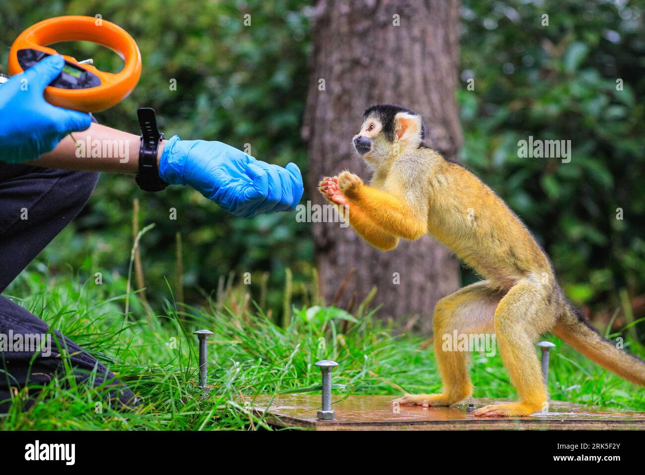London, UK. 24th Aug, 2023. One of the monkeys takes a keen interest in ...