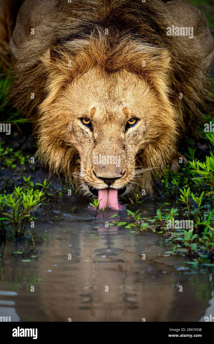 A closeup of a lion drinking water from a pond Stock Photo - Alamy