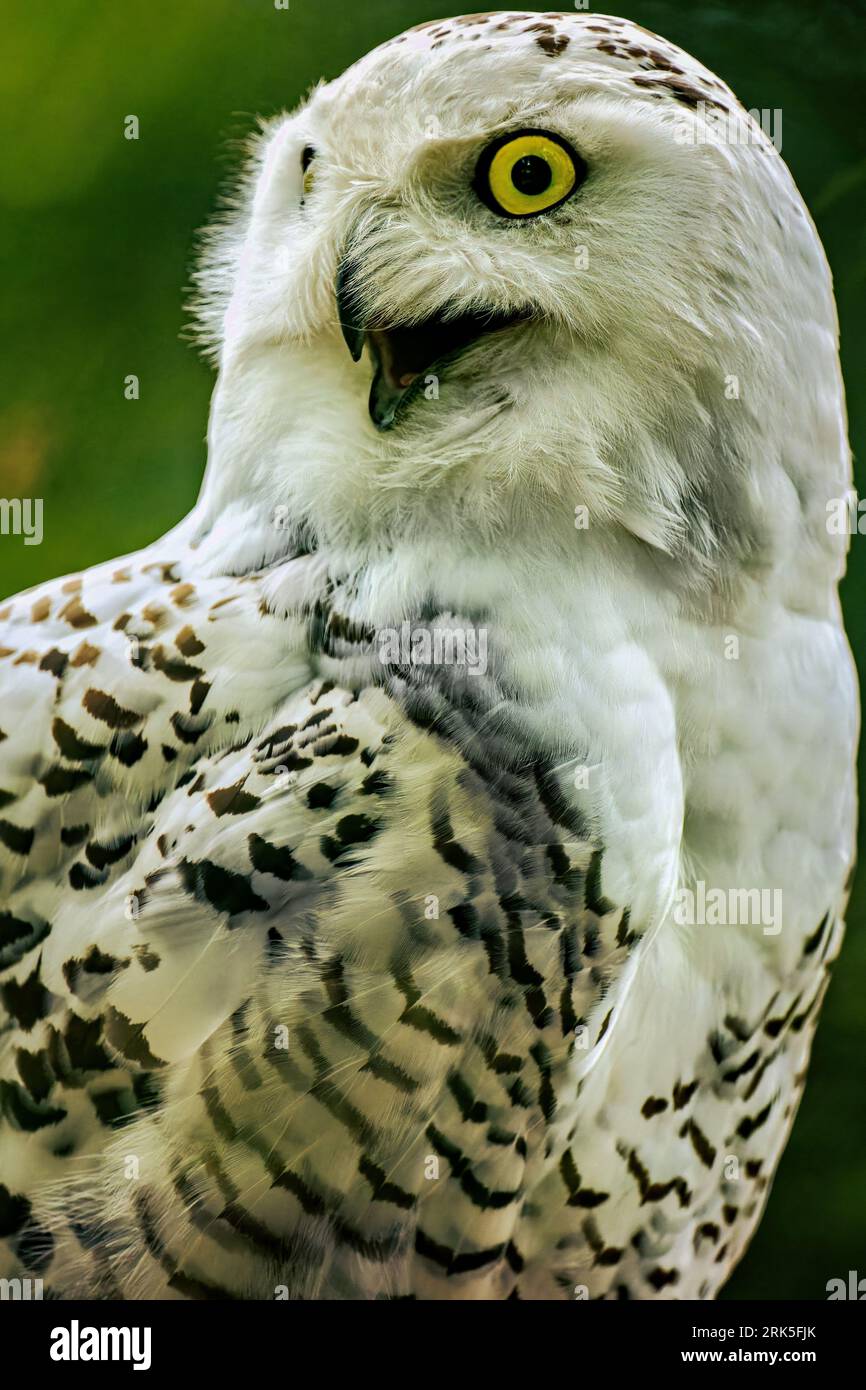 Frightened owl hi-res stock photography and images - Alamy