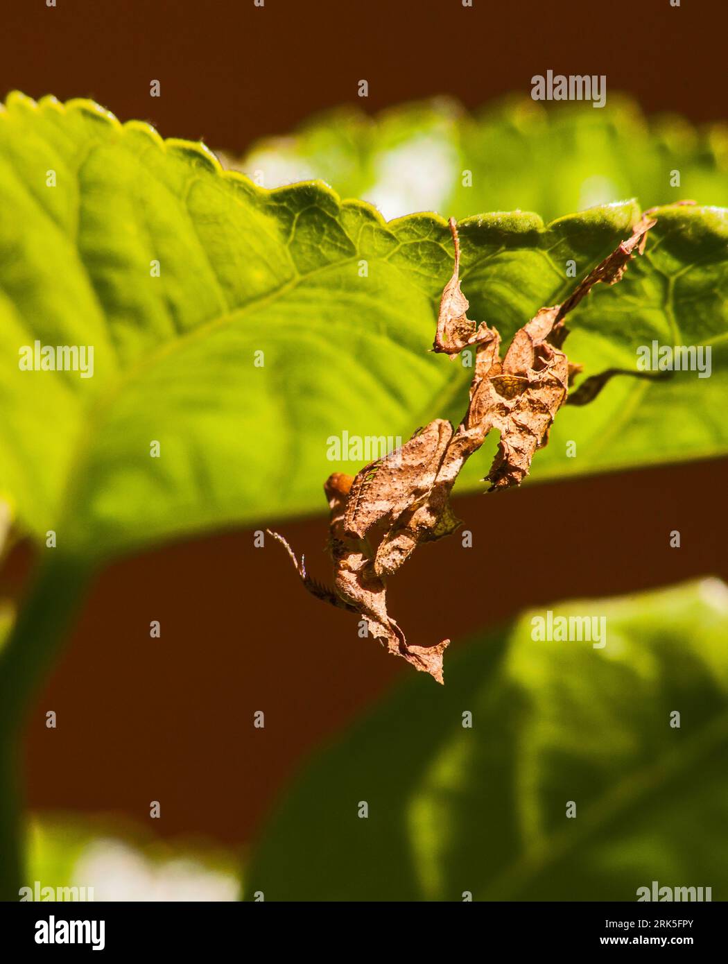 Ghost mantis Phyllocrania paradoxa 13367 Stock Photo - Alamy