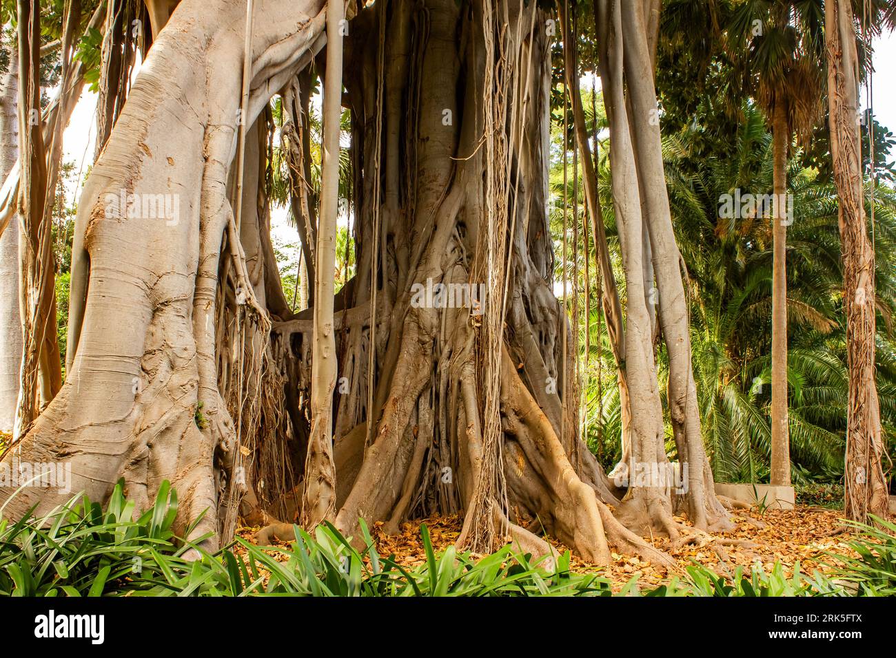 Giant Ficus Benjamin in Botanic Garden Jardin Botanico, Puerto de la ...