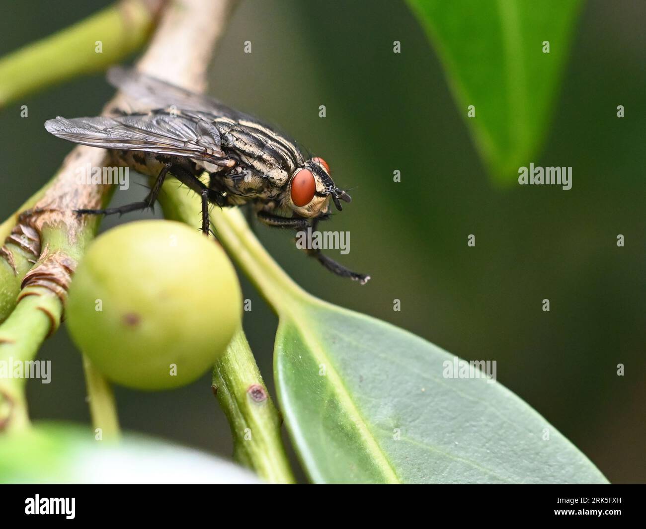 Fliege tier hi-res stock photography and images - Alamy