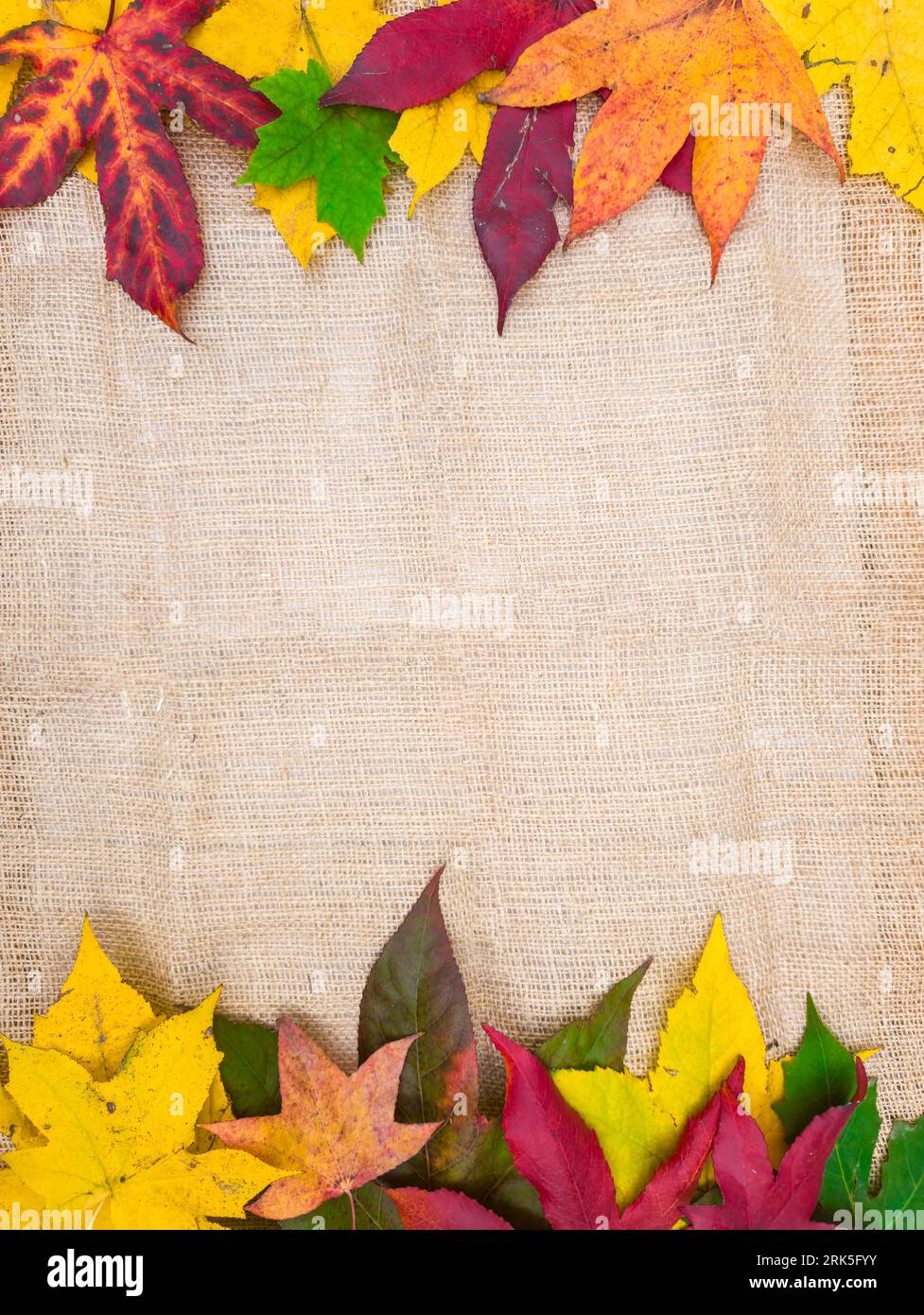 Burlap background with the outline of autumn leaves of different colors ...