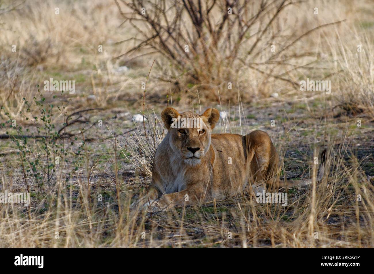 A majestic lion relaxing in a lush field in the sunshine Stock Photo ...