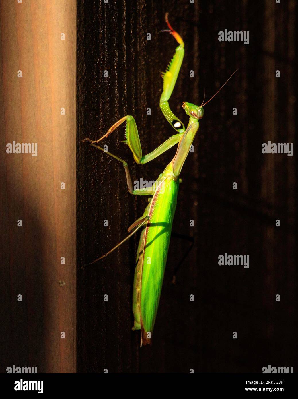 A macro shot of a Praying Mantis against a dark background Stock Photo ...