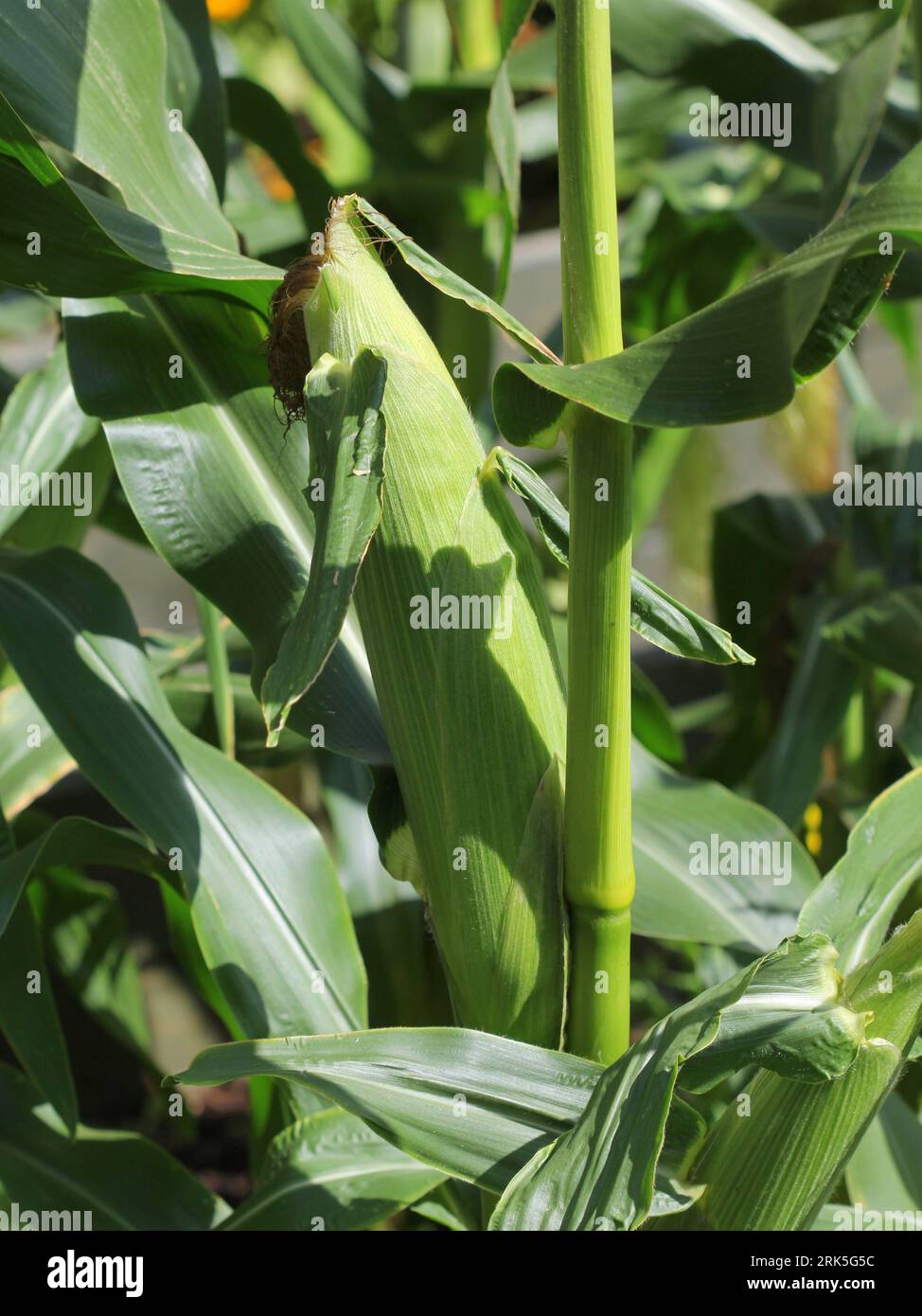 Corn on the cob, sweetcorn 'Swift' F1 Stock Photo - Alamy