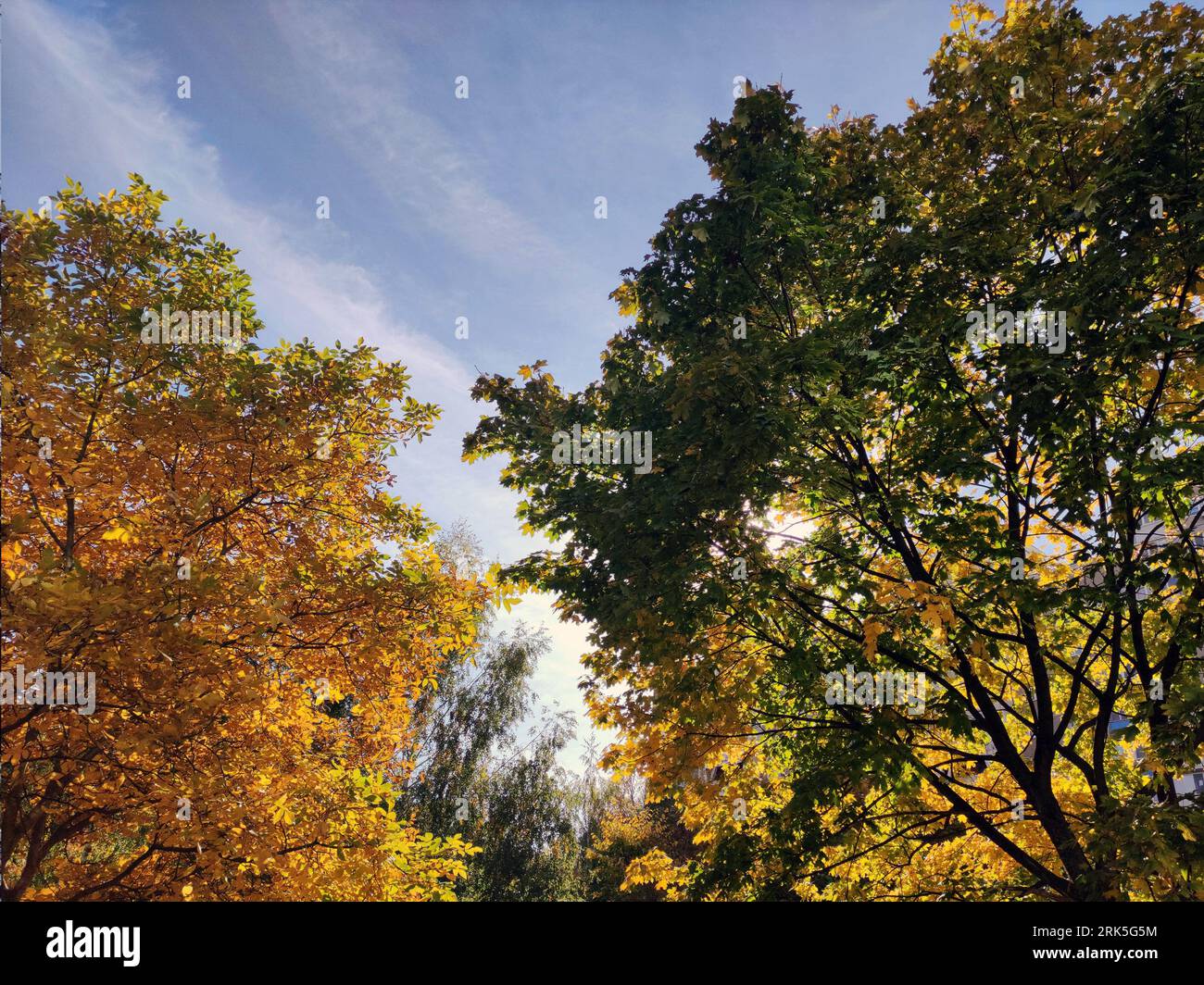 Autumn forest background. Bright trees in the fall wallpaper. Eco ...