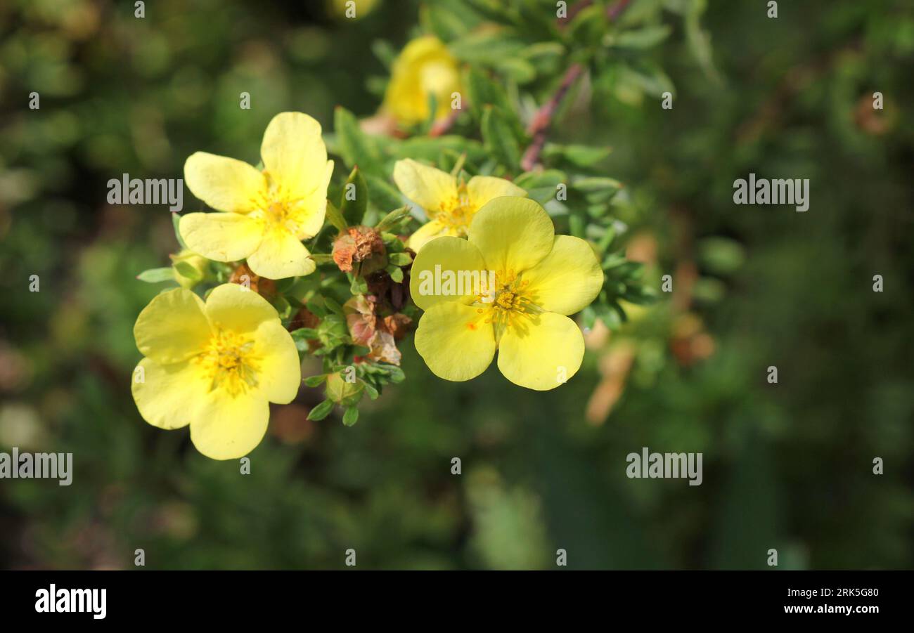 The pale yellow flowers of Potentilla fruticosa 'Katherine Dykes' Stock ...