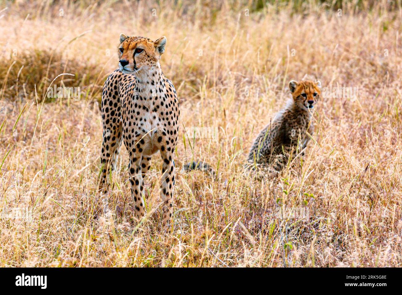 A South African cheetah (Acinonyx jubatus jubatus) with its young cub ...