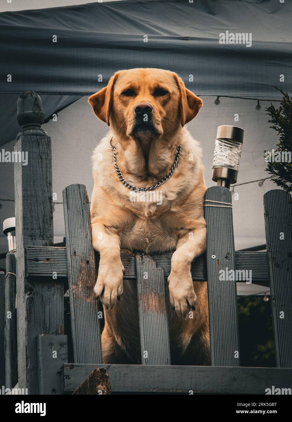 A large brown Labrador looking over a fence Stock Photo - Alamy