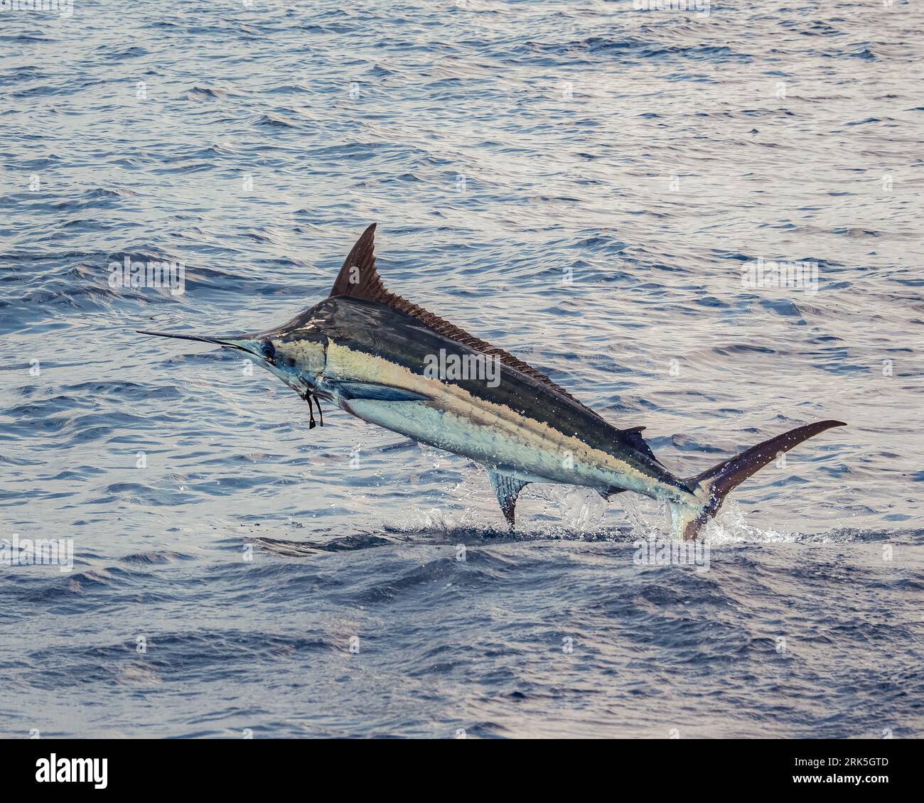 A greater amberjack fish swimming in a clear body of water Stock Photo ...