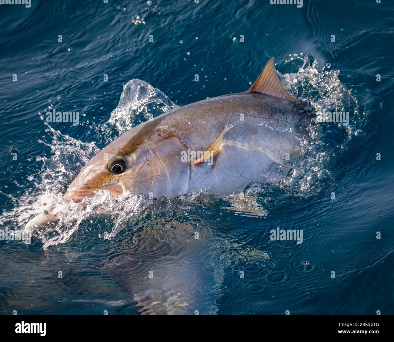 A greater amberjack fish swimming in a clear body of water Stock Photo ...