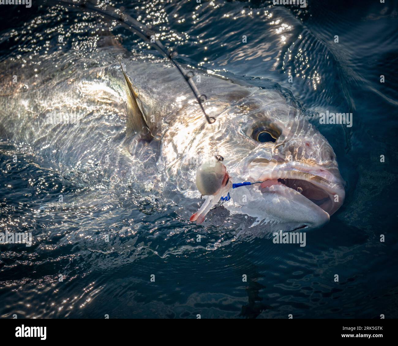 A greater amberjack fish swimming in a clear body of water Stock Photo ...