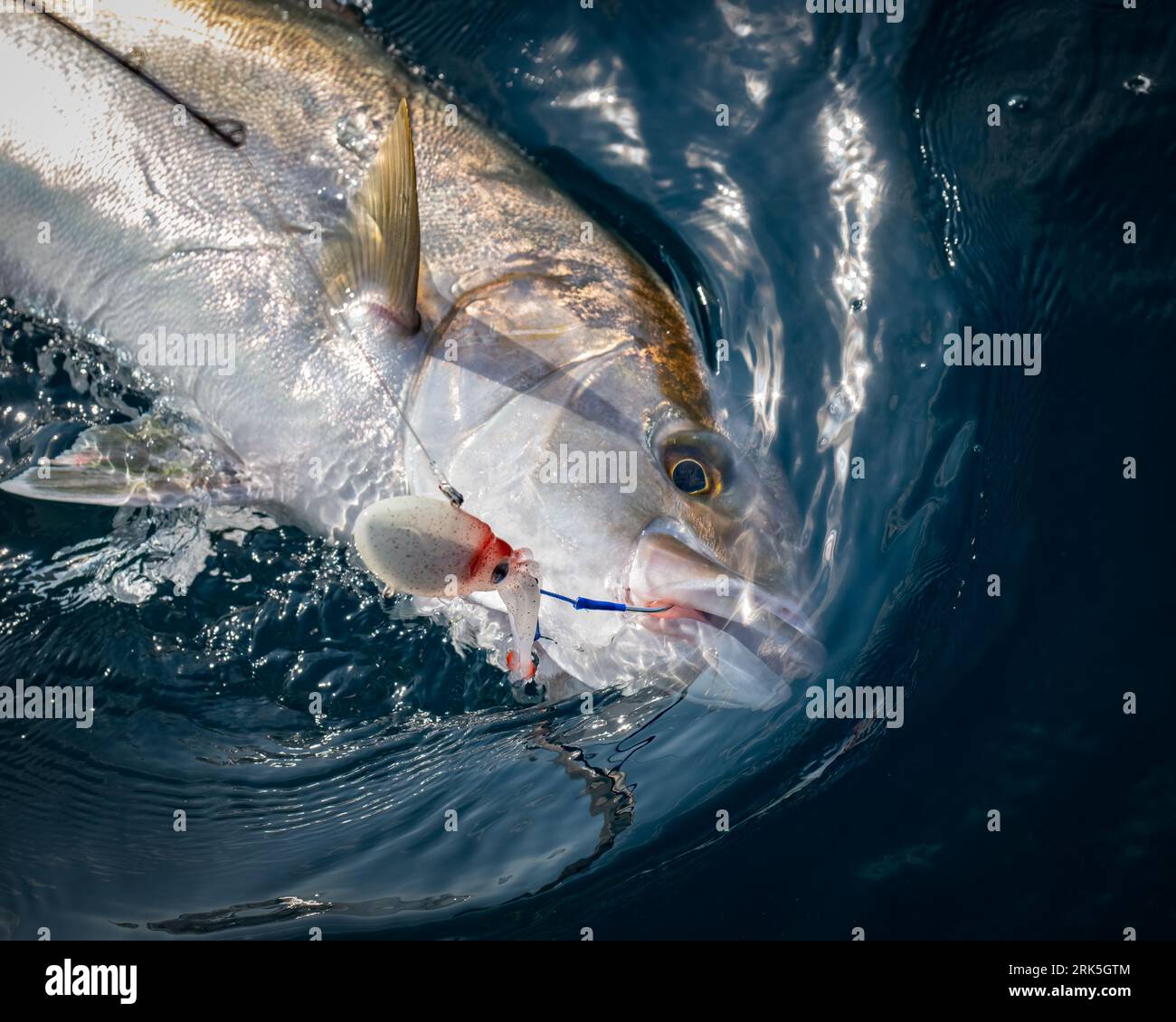 A greater amberjack fish swimming in a clear body of water Stock Photo ...