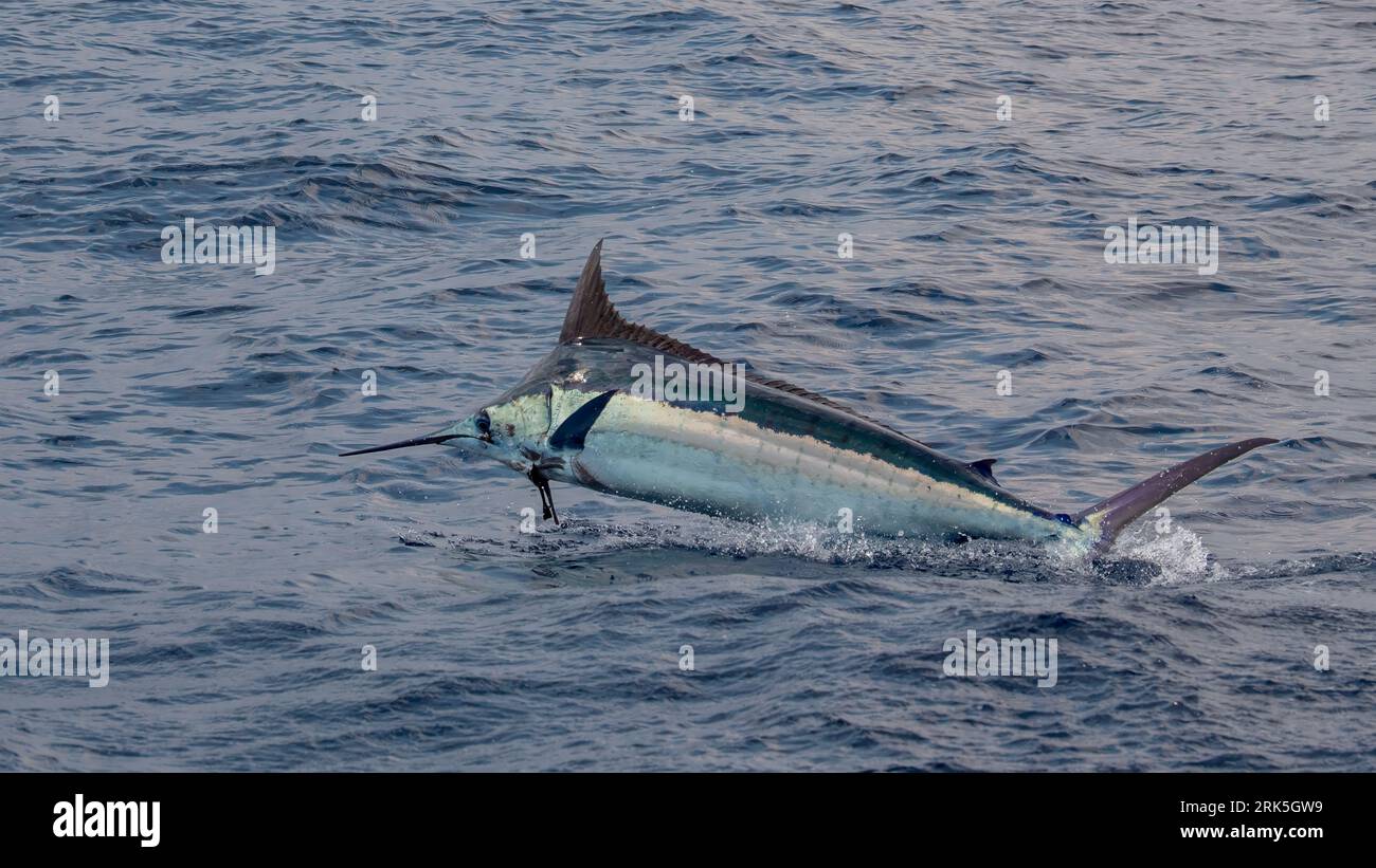 A greater amberjack fish swimming in a clear body of water Stock Photo ...
