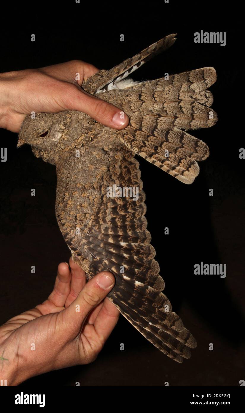 Upper wing feather pattern hi-res stock photography and images - Alamy