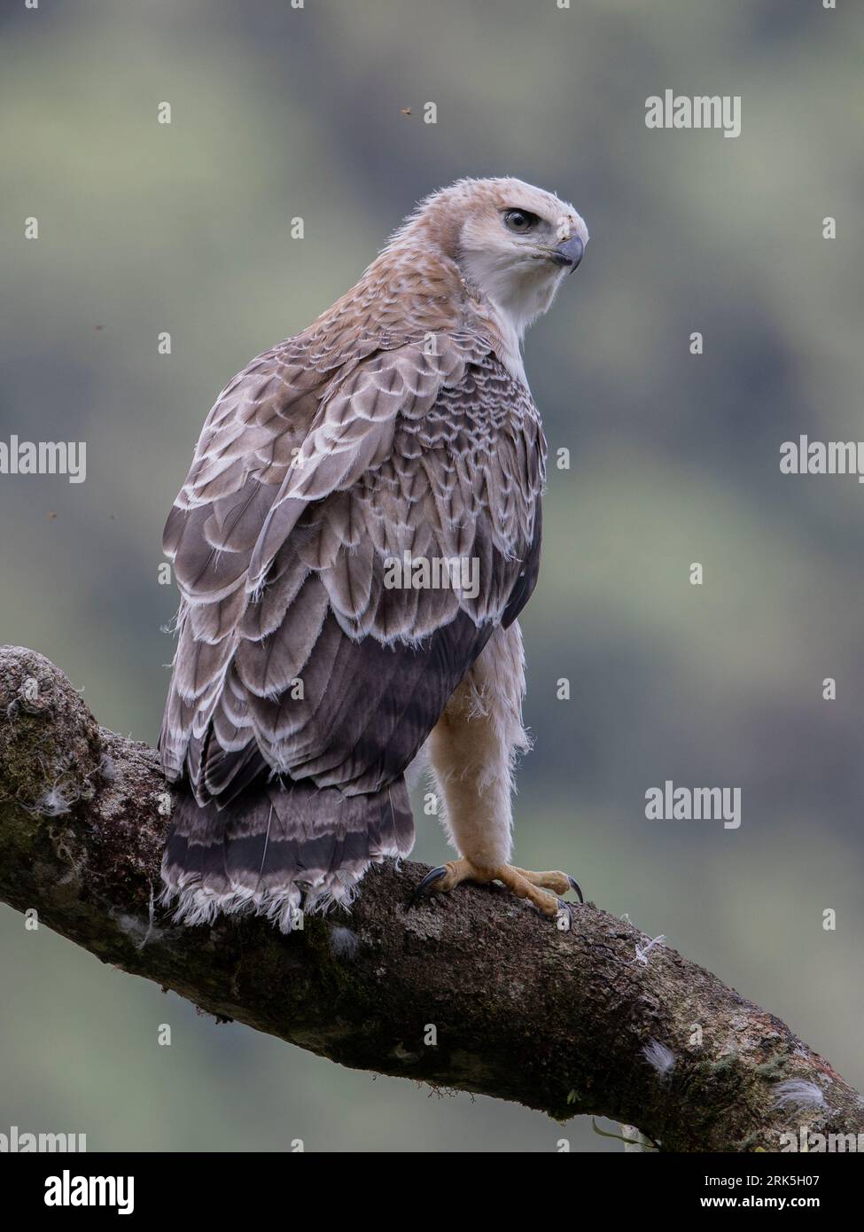 An immature Black-and-chestnut Eagle (Spizaetus isidori) at , Colombia ...