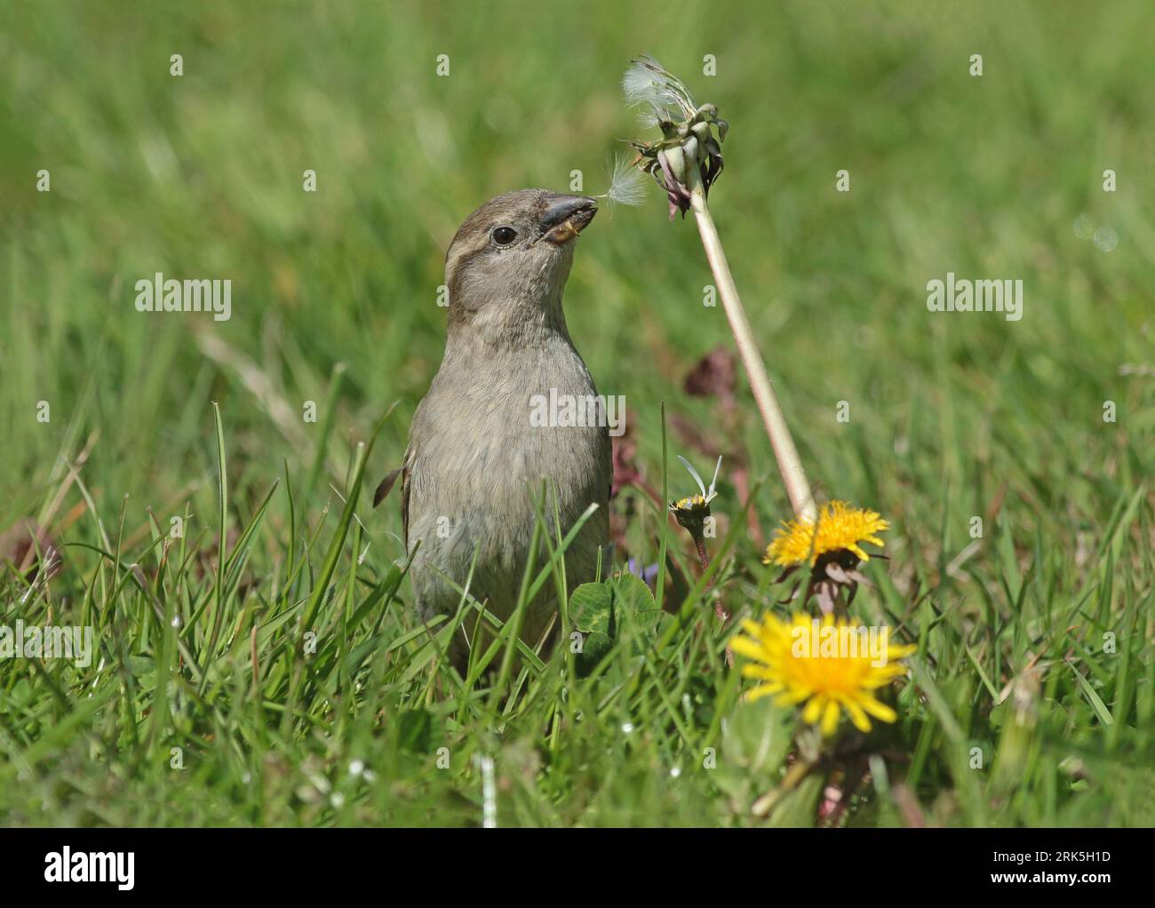 House sparrow eating hi-res stock photography and images - Alamy
