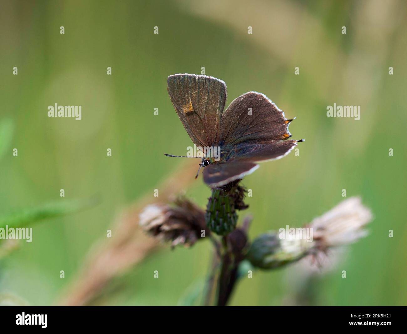Showing segmented bodies hi-res stock photography and images - Alamy