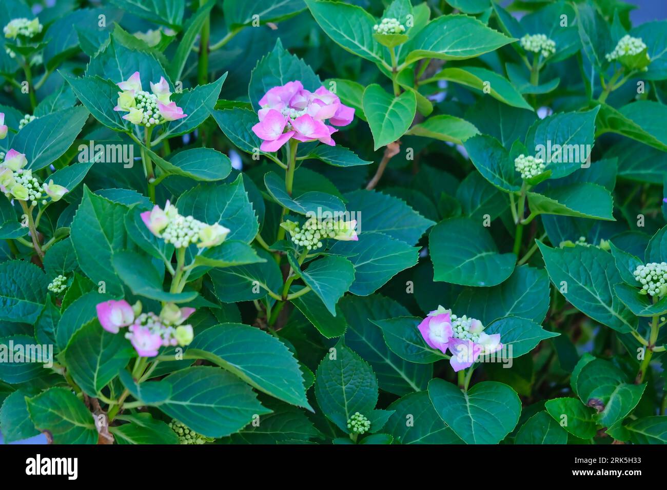 hydrangea plant, hydrangea flowers in pink white color, flower photo ...