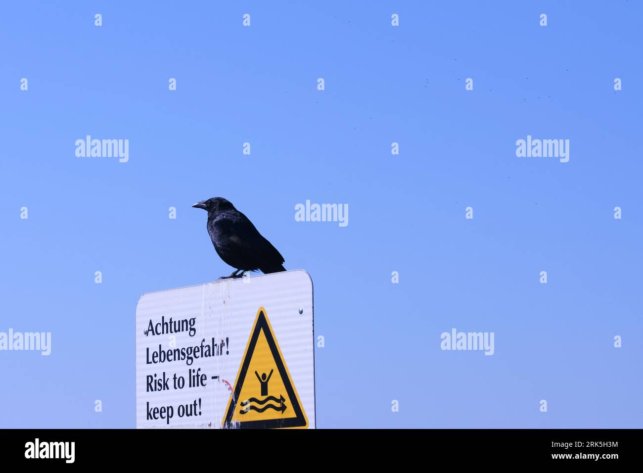 black bird, raven on a warning sign reading caution danger of death ...
