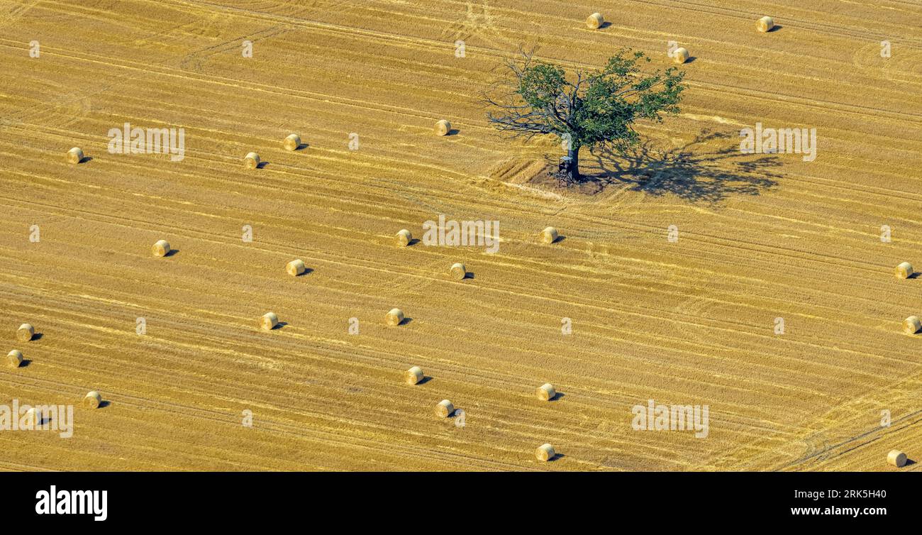 Aerial view, tree with perch on a mowed cornfield, shapes and colors ...