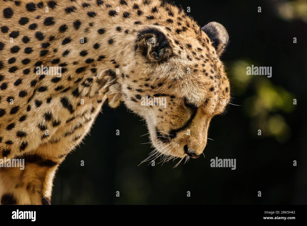 A wild cheetah is spotted in its natural habitat Stock Photo - Alamy