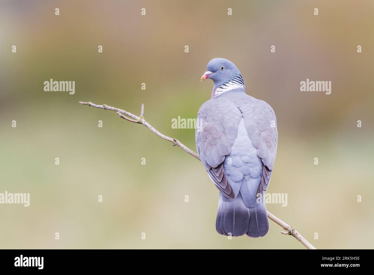 Houtduif, Common Wood Pigeon, Columba palumbus Stock Photo - Alamy