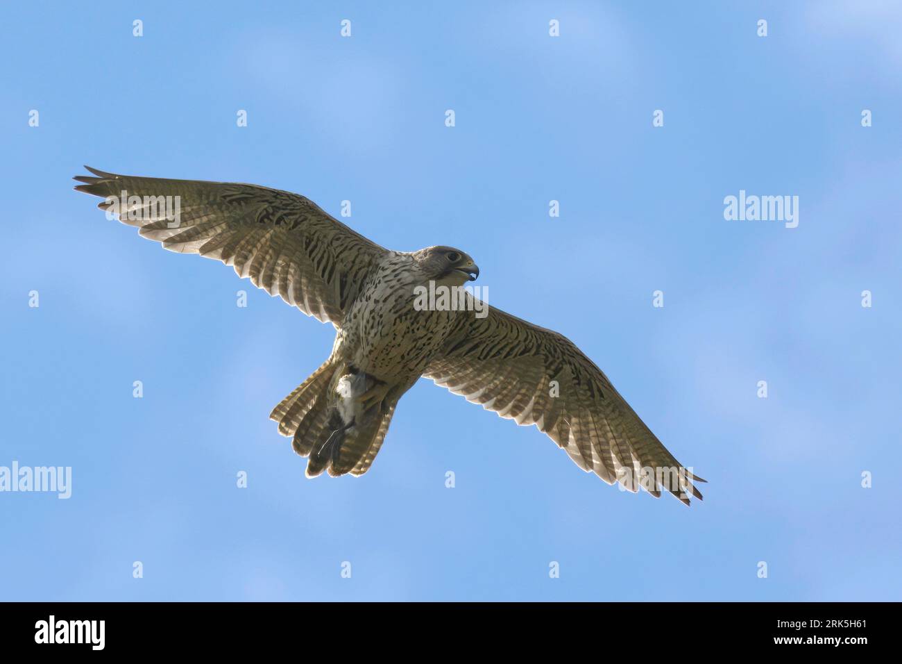 Gyrfalcon (Falco rusticolus), adult bird in flight in Norway Stock ...