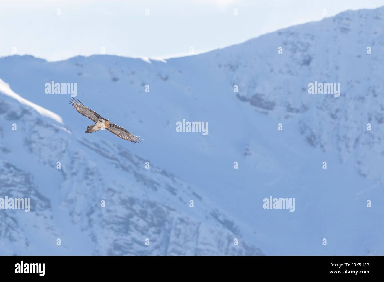 Bearded Vulture (Gypaetus barbatus ssp. barbatus), in flight over snow ...