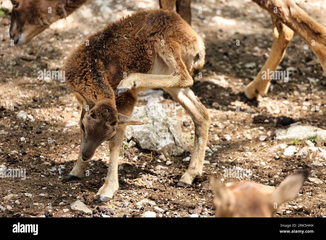 A brown-furred goat in a grassy, wild landscape, scratching its head ...