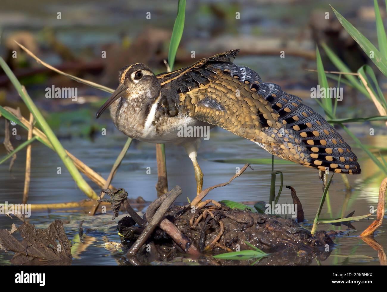 Greater Painted-snipe (Rostratula benghalensis), adult male spreading ...