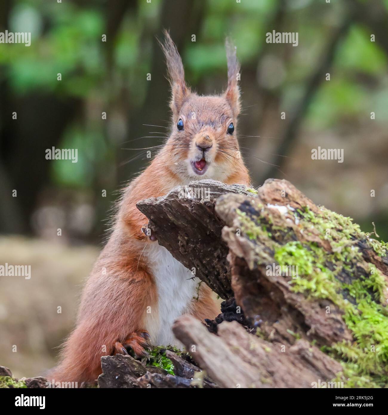 A European red squirrel (Sciurus vulgaris ognevi) standing with its ...