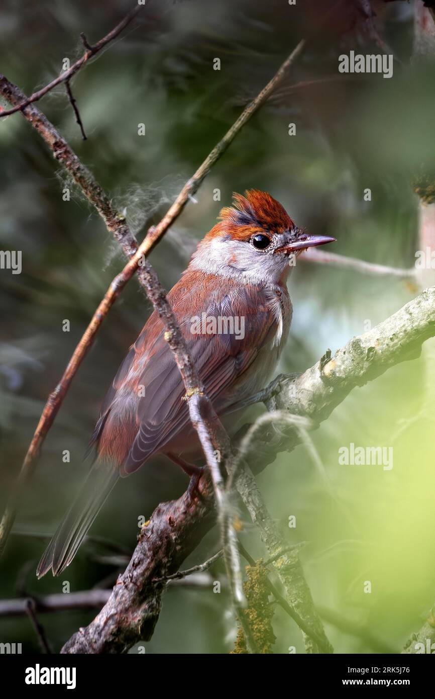 A colorful sparrow perched atop a slender branch in a wooded area ...