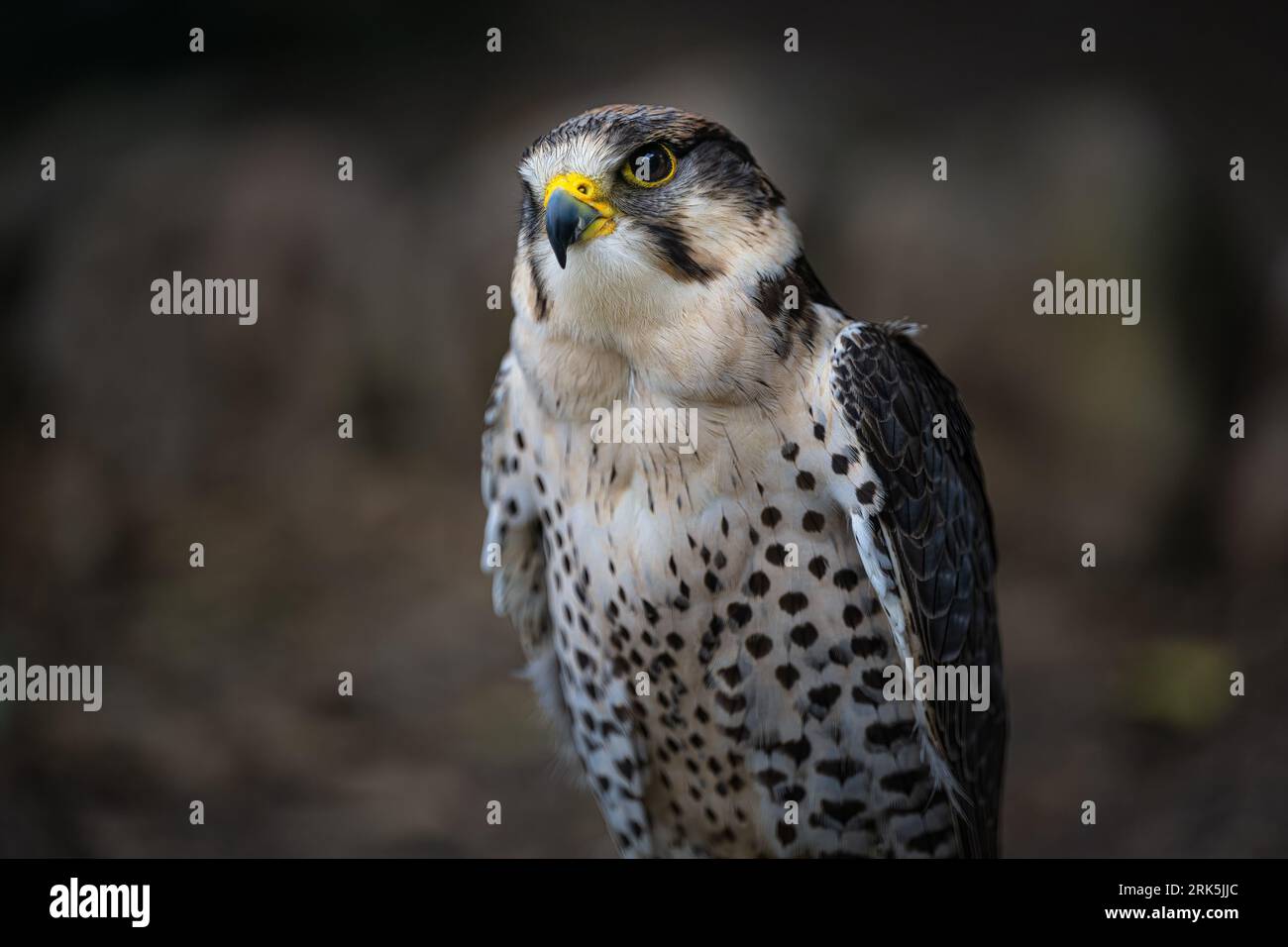 A majestic black and white falcon with intense yellow eyes stands ...