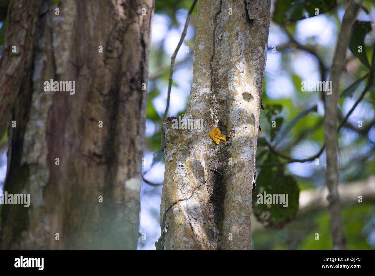 Snake in foliage hi-res stock photography and images - Alamy