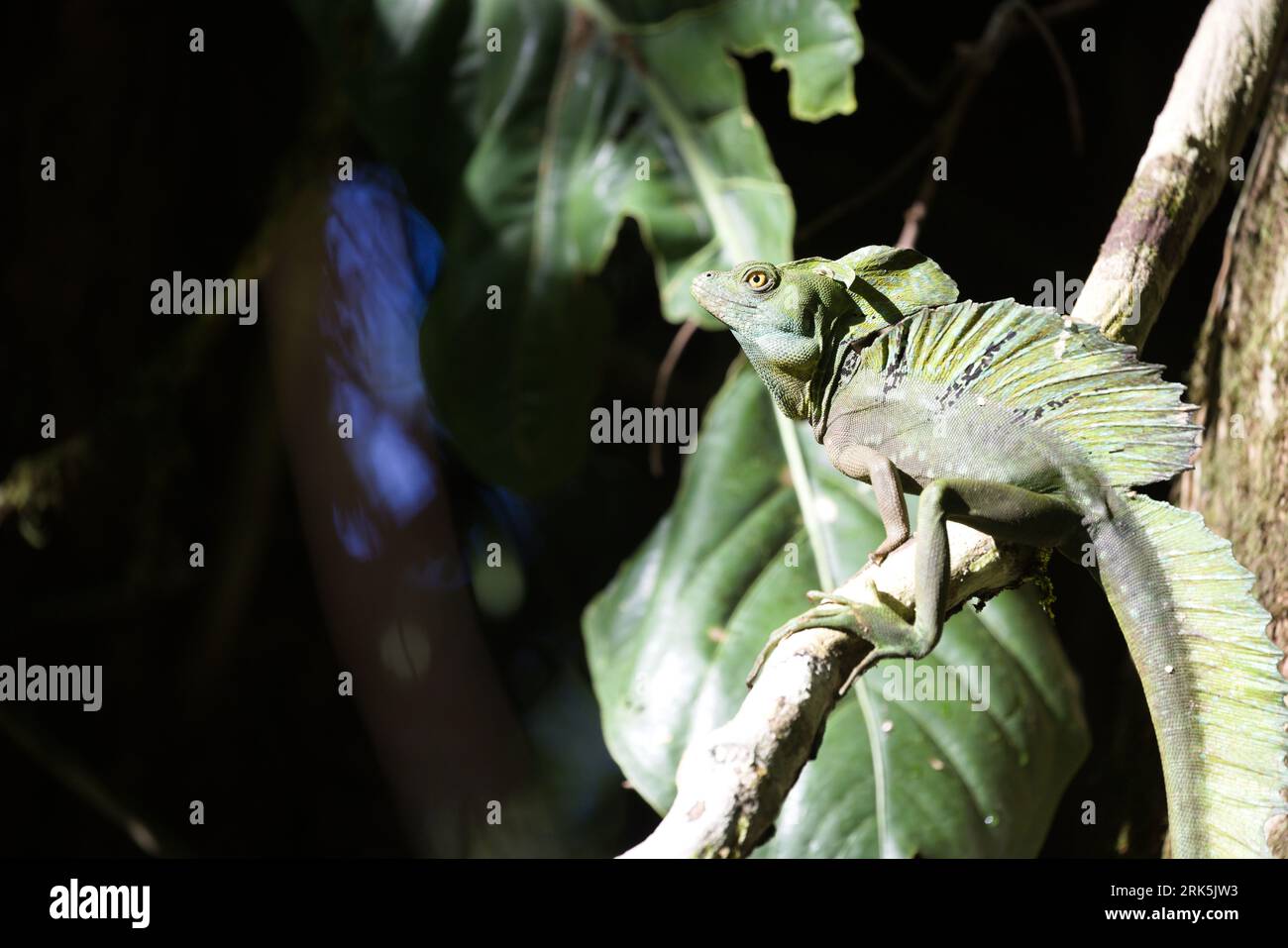 Two crested lizard hi-res stock photography and images - Alamy