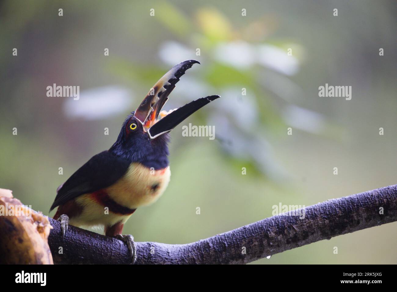 A Collared Aracari (Pteroglossus torquatus) perched on a branch with ...