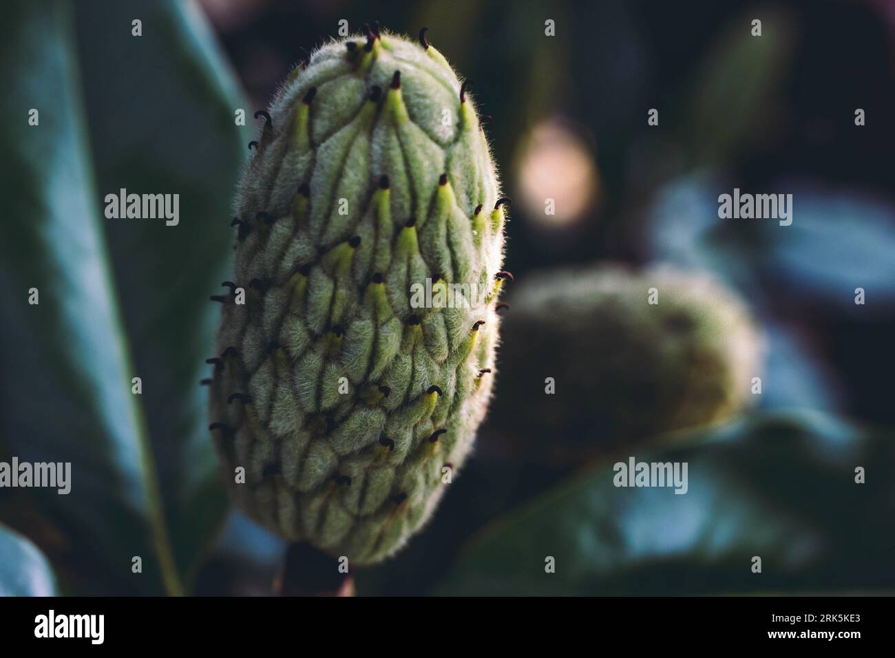 A close-up of a Magnolia velvet seed pod, showing the intricate details ...