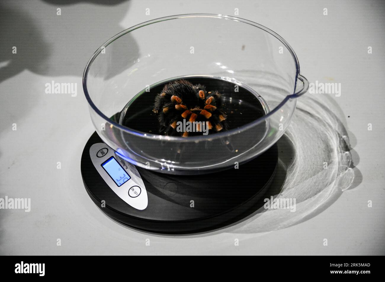 London, UK. 24th Aug, 2023. Mexican redknee tarantula at the London Zoo ...