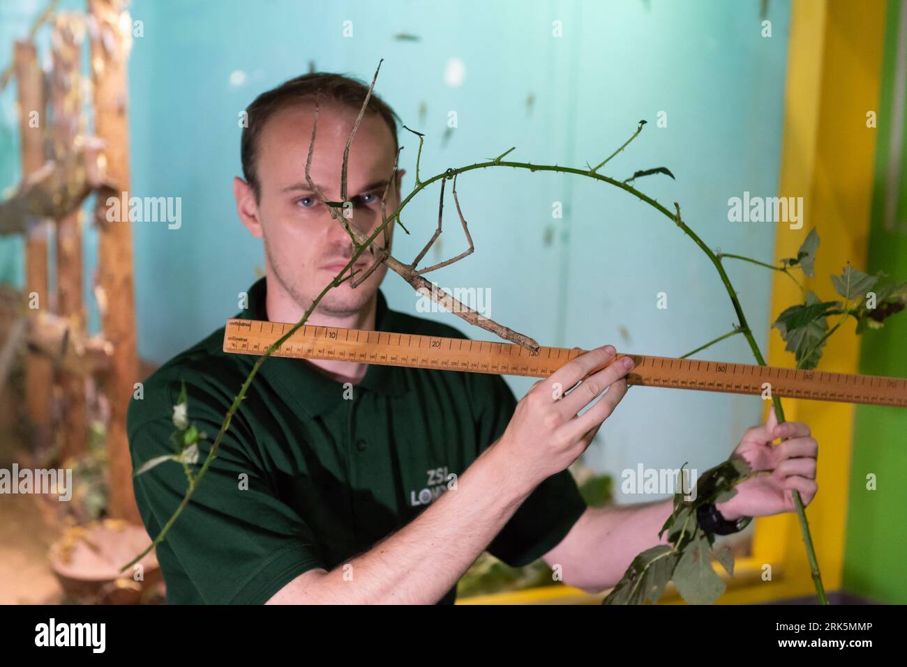 London, 24 August 2023, Tirachoidea Stick Insect is weighed in at ...