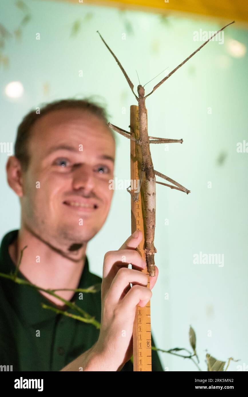 London, 24 August 2023, Tirachoidea Stick Insect is weighed in at ...