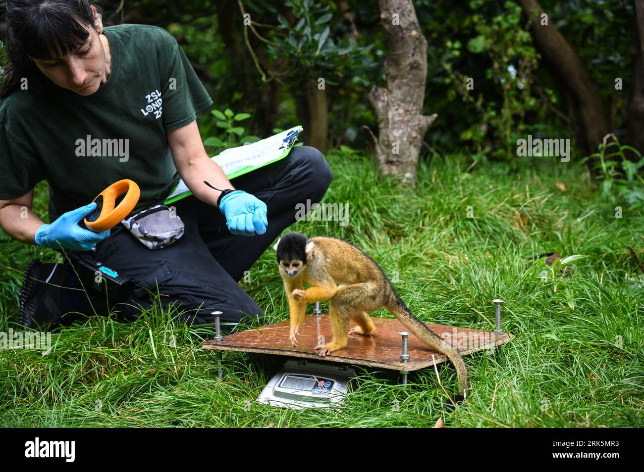 London, UK. 24th Aug, 2023. Squirrel monkey at the London Zoo's Annual ...